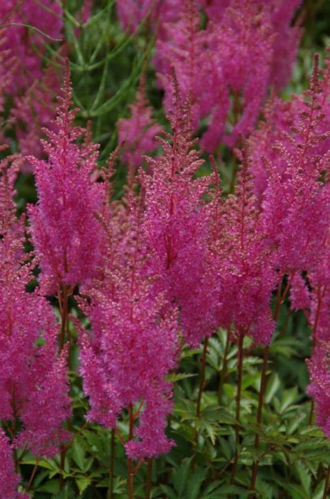 Astilbe 'Bressingham Beauty' - Pluimspirea, prachtspirea | De Tuinen ...