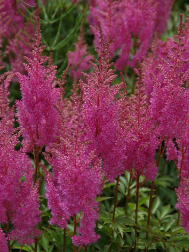 Astilbe 'Bressingham Beauty' - Pluimspirea, prachtspirea | De Tuinen ...
