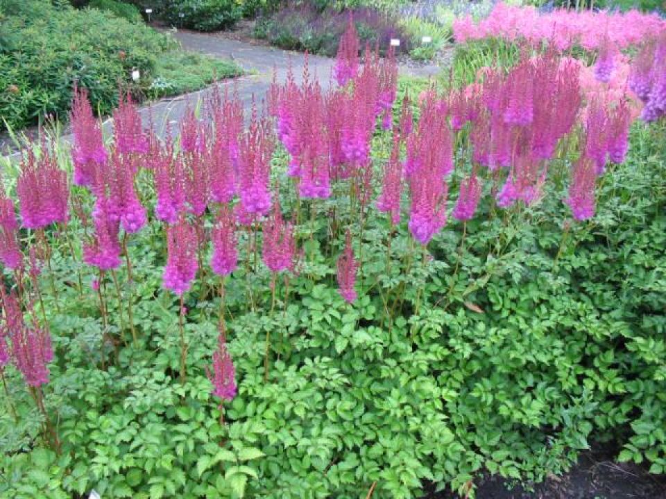 Astilbe chinensis 'Purpurkerze' - Pluimspirea | De Tuinen van Appeltern