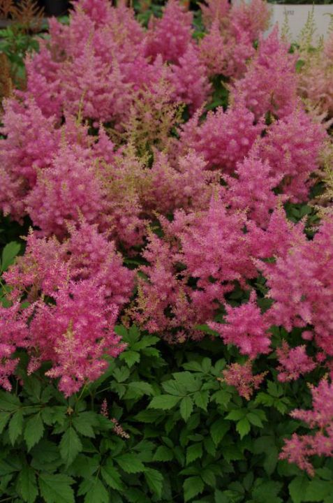 Astilbe 'Rheinland' - Spirea | De Tuinen van Appeltern