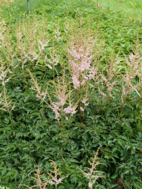 Astilbe 'Sprite' - Dwergastilbe , Spirea | De Tuinen van Appeltern