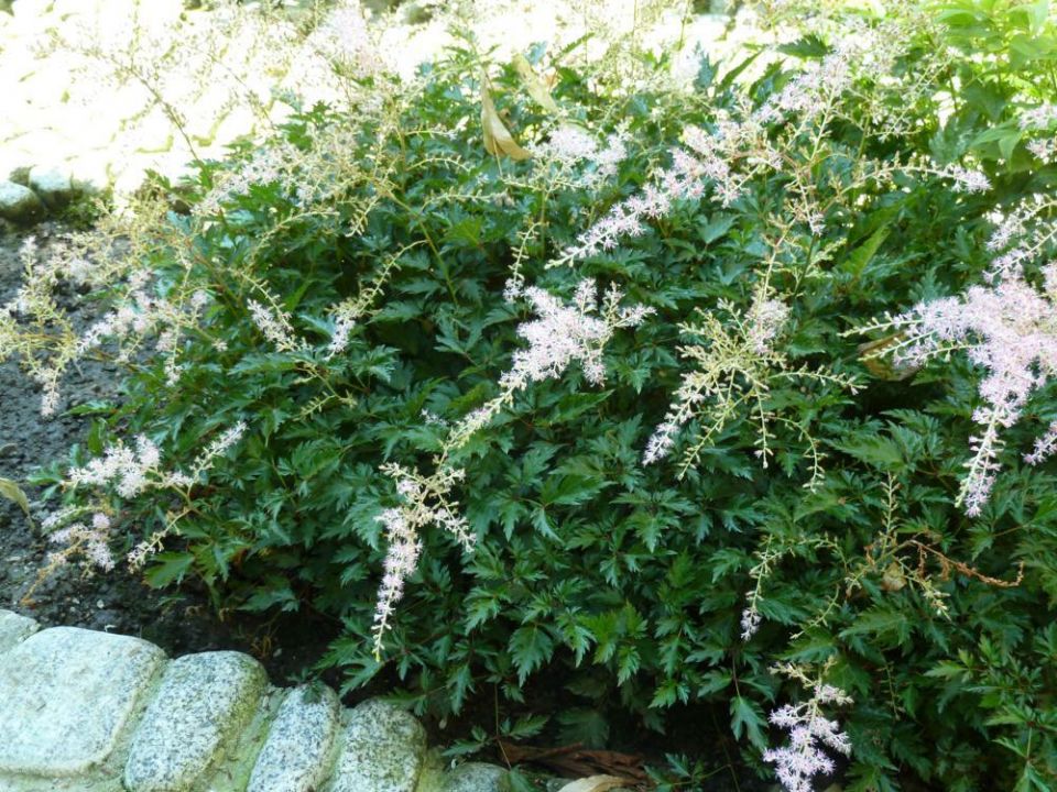 Astilbe 'Sprite' - Dwergastilbe , Spirea | De Tuinen van Appeltern
