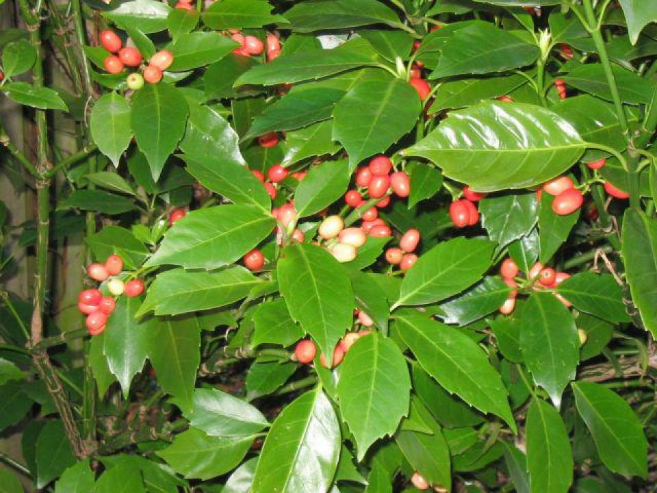 Aucuba japonica 'Rozannie' - Broodboompje | De Tuinen van Appeltern