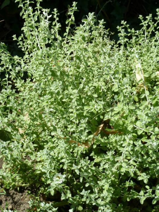 Ballota pseudodictamnus - Ballote | De Tuinen van Appeltern