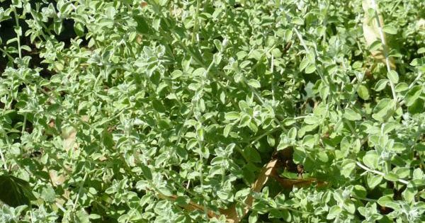 Ballota pseudodictamnus - Ballote | De Tuinen van Appeltern