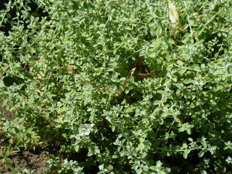 Ballota pseudodictamnus - Ballote | De Tuinen van Appeltern