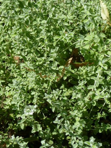 Ballota pseudodictamnus - Ballote | De Tuinen van Appeltern