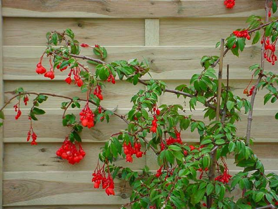 Begonia fuchsioides - Begonia | De Tuinen van Appeltern