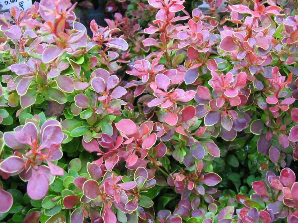Berberis thunbergii 'Admiration' - Japanse zuurbes | De Tuinen van ...