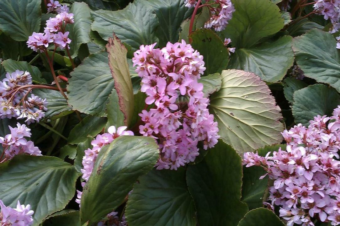 Bergenia cordifolia - Schoenlappersplant | De Tuinen van Appeltern