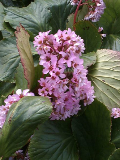 Bergenia cordifolia - Schoenlappersplant | De Tuinen van Appeltern