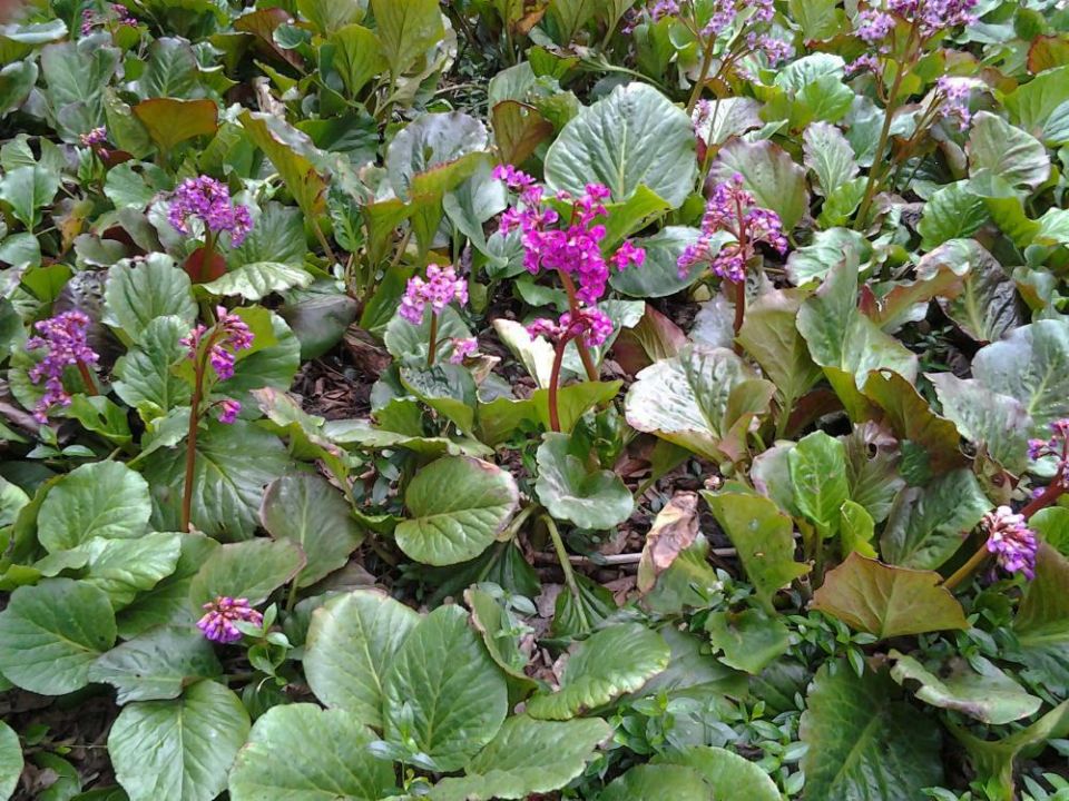 Bergenia cordifolia - Schoenlappersplant | De Tuinen van Appeltern
