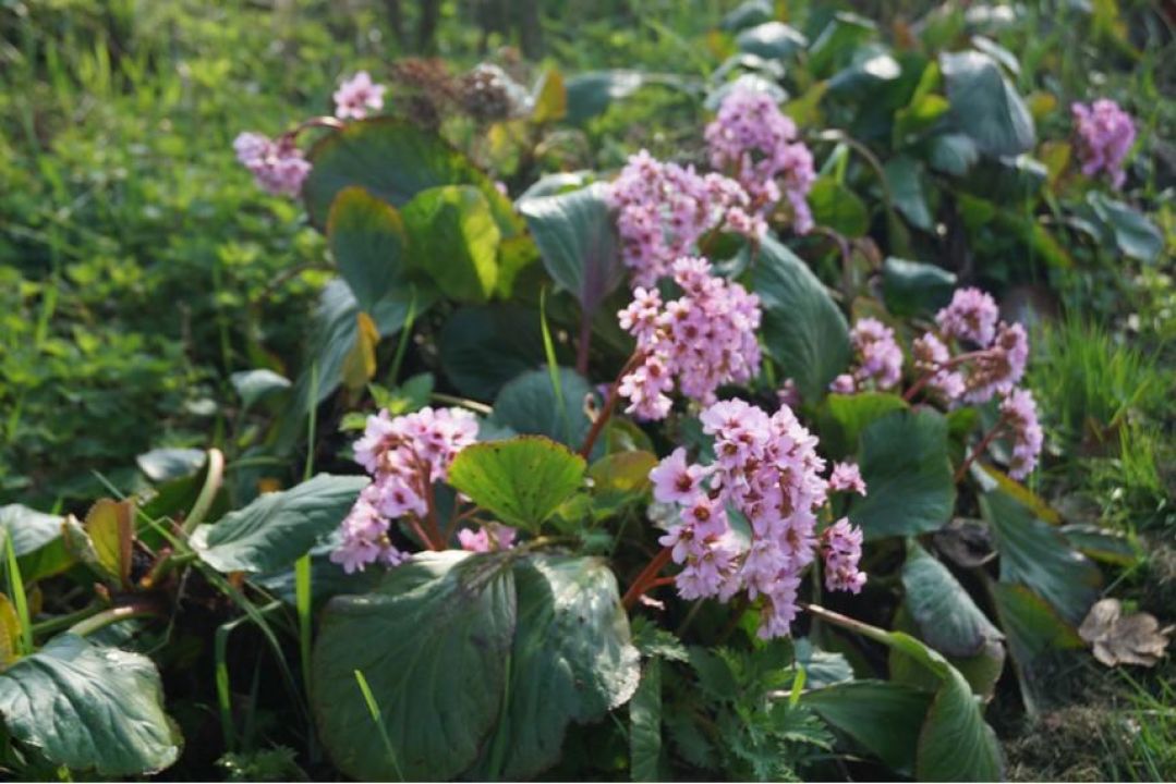 Bergenia cordifolia - Schoenlappersplant | De Tuinen van Appeltern