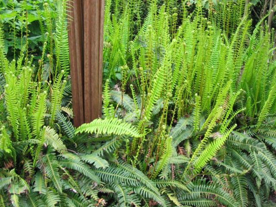 Blechnum spicant - Dubbelloof | De Tuinen van Appeltern