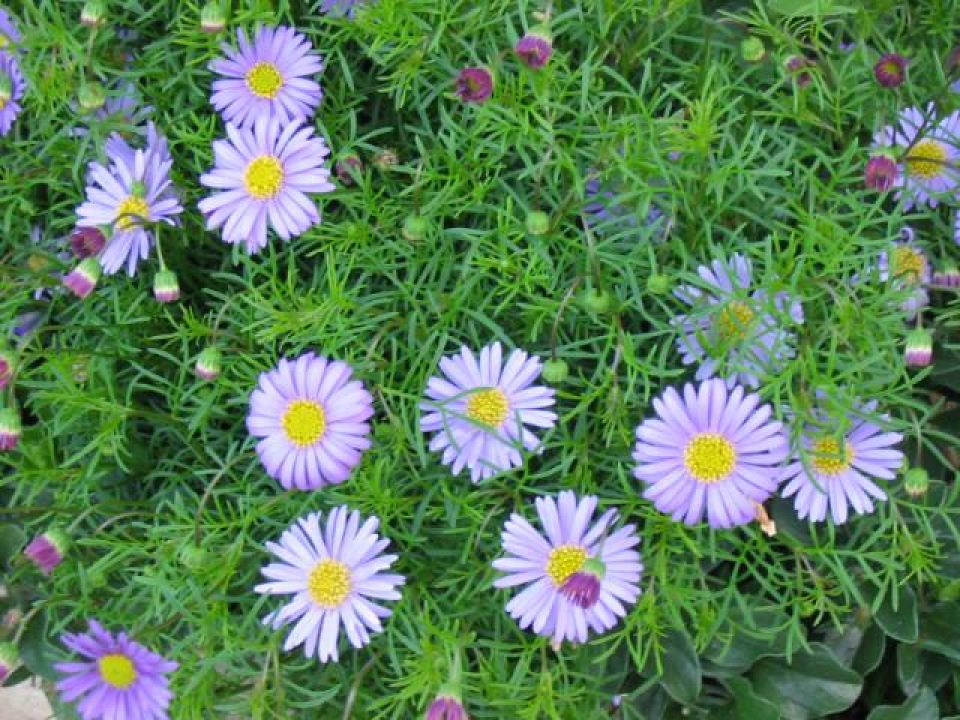 Brachyscome multifida - | De Tuinen van Appeltern