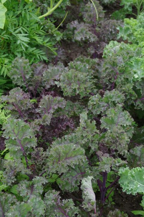 Brassica oleracea 'Redbor' - Rode boerenkool , Boerenkool, rood | De ...