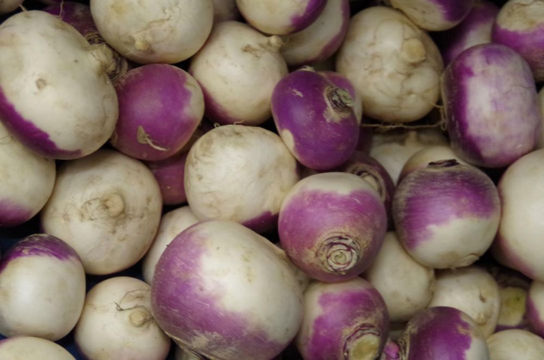 Brassica rapa subsp. rapa - Meiraap , Raap | De Tuinen van Appeltern