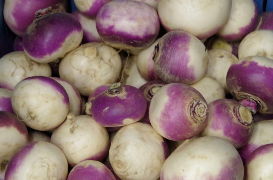 Brassica rapa subsp. rapa - Meiraap , Raap | De Tuinen van Appeltern