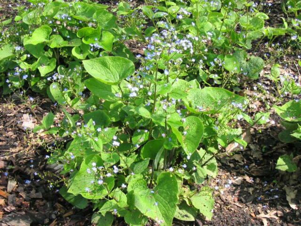 Brunnera macrophylla - Kaukasisch Vergeet-mij-nietje | De Tuinen van ...