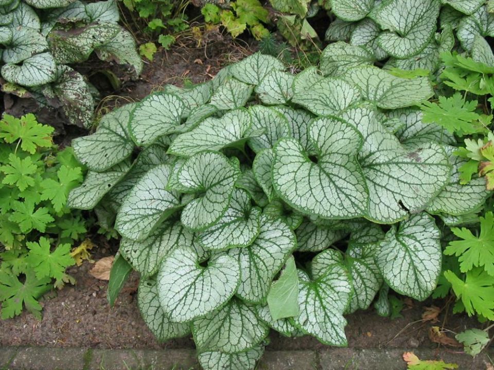 Brunnera macrophylla 'Jack Frost' - Kaukasisch Vergeet-mij-nietje | De ...