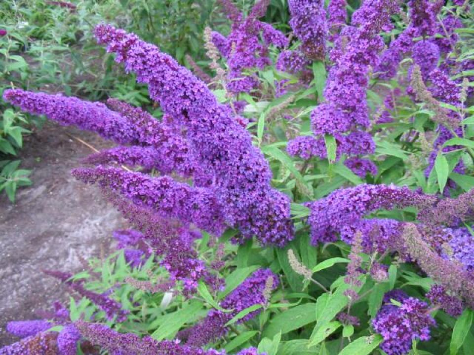 Buddleja davidii 'Purple Emperor' (= 'Pyrkeep') - Vlinderstruik | De ...
