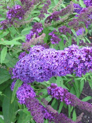 Buddleja davidii 'Purple Emperor' (= 'Pyrkeep') - Vlinderstruik | De ...