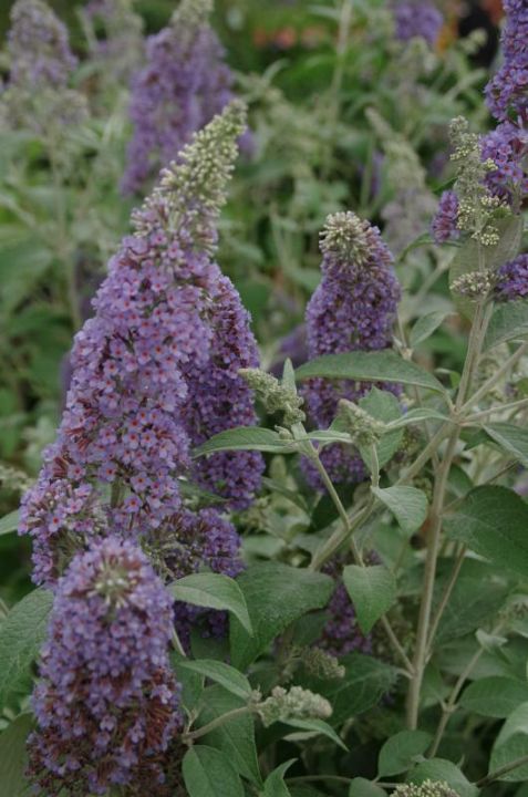 Buddleja davidii 'Lochinch' - Vlinderstruik | De Tuinen van Appeltern