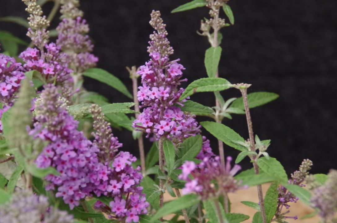 Buddleja 'Buzz Violet' (='Tobudviole') - Vlinderstruik | De Tuinen van ...