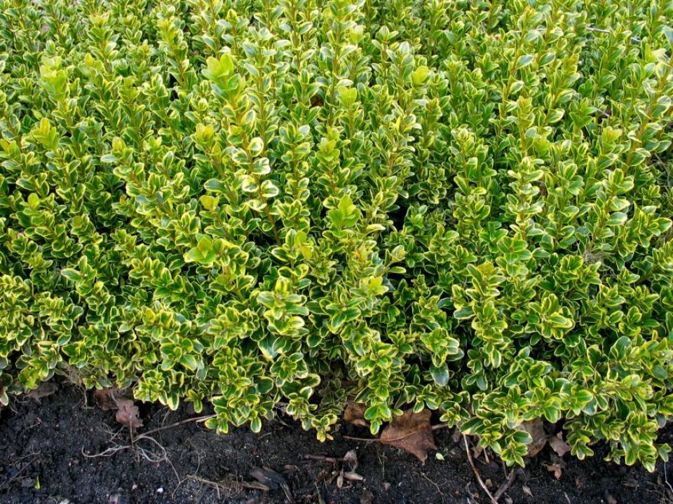 Buxus microphylla 'Golden Triumph' - Bontbladige randpalm | De Tuinen ...