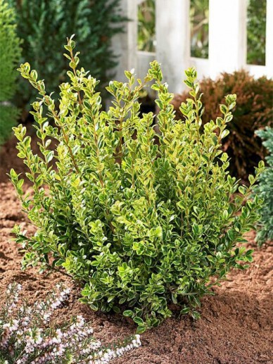 Buxus microphylla 'Golden Dream' (='Peergold') - Bontbladige randpalm ...