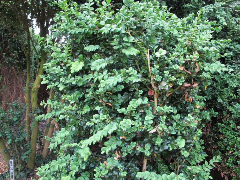 Buxus sempervirens 'Rotundifolia' - Palmboompje , Randpalm | De Tuinen ...
