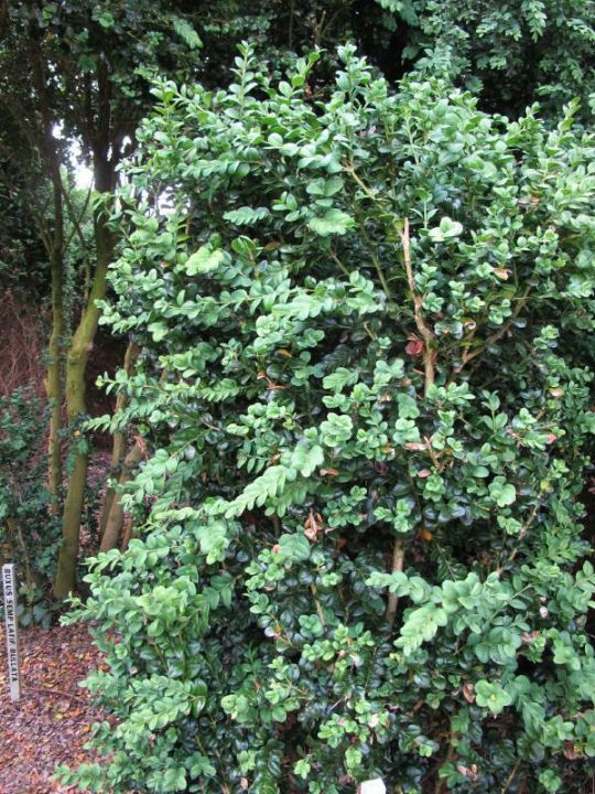 Buxus sempervirens 'Rotundifolia' - Palmboompje , Randpalm | De Tuinen ...