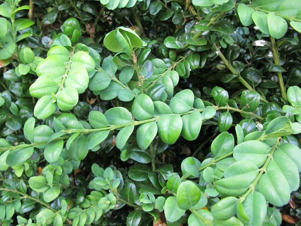 Buxus sempervirens 'Rotundifolia' - Palmboompje , Randpalm | De Tuinen ...