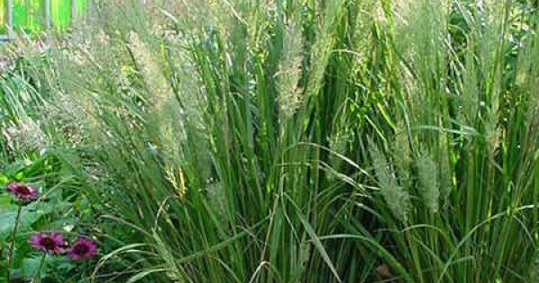 Calamagrostis brachytricha - Diamantgras | De Tuinen van Appeltern