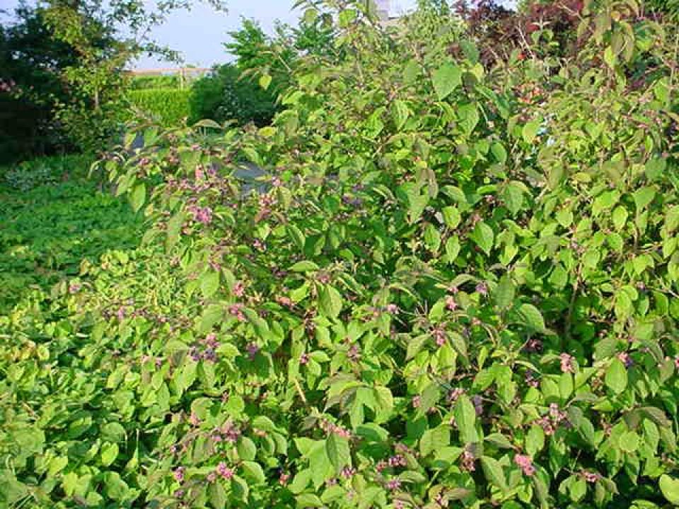 Callicarpa bodinieri 'Profusion' - / | De Tuinen van Appeltern