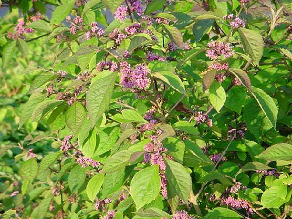 Callicarpa bodinieri 'Profusion' - / | De Tuinen van Appeltern