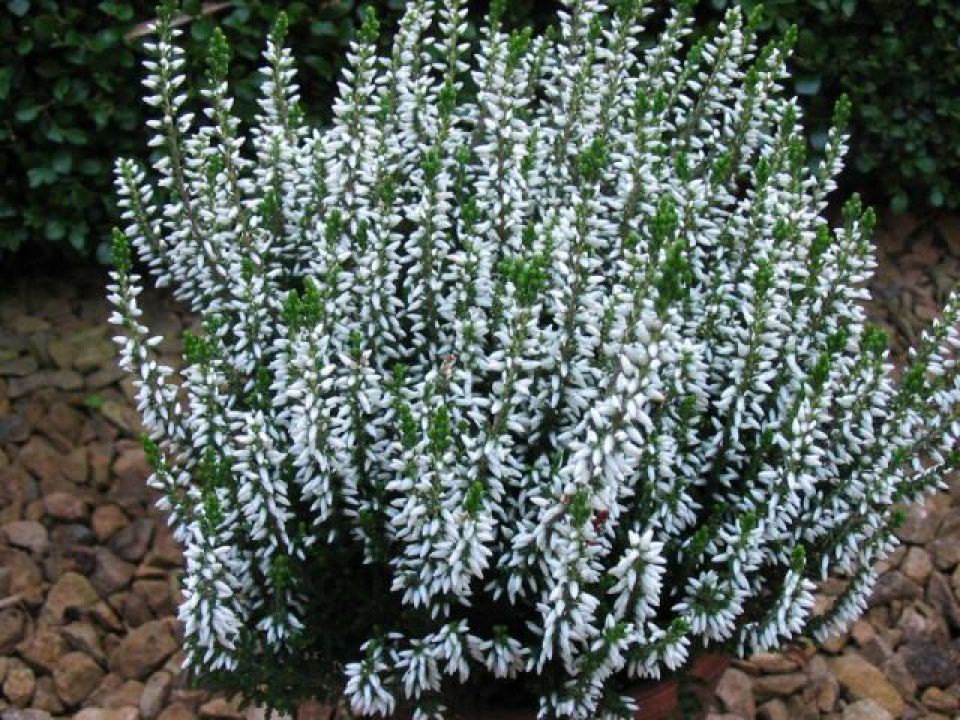 Calluna vulgaris 'Alicia' - Struikheide | De Tuinen van Appeltern