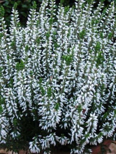 Calluna vulgaris 'Alicia' - Struikheide | De Tuinen van Appeltern