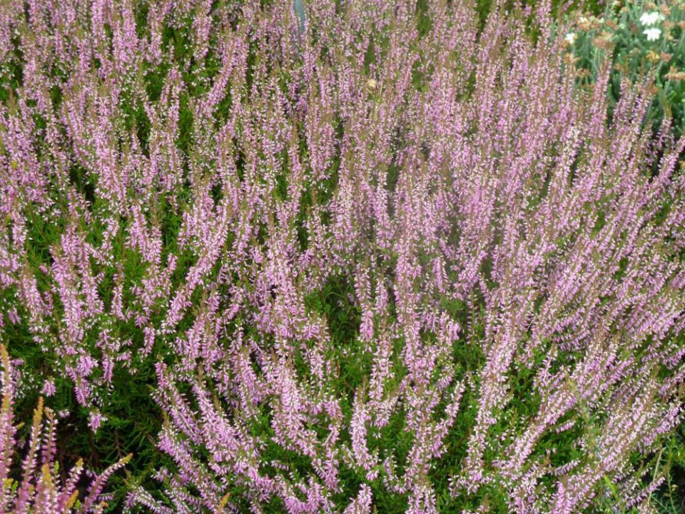 Calluna vulgaris 'Marleen' - Struikheide | De Tuinen van Appeltern