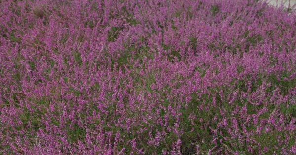 Calluna vulgaris 'Marlies' - Struikheide | De Tuinen van Appeltern