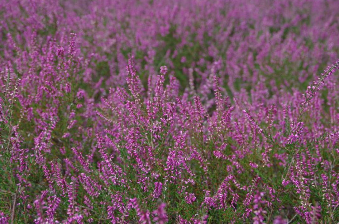 Calluna vulgaris 'Marlies' - Struikheide | De Tuinen van Appeltern