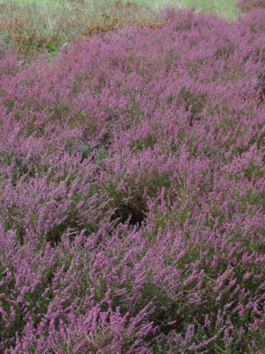 Calluna vulgaris 'Marlies' - Struikheide | De Tuinen van Appeltern