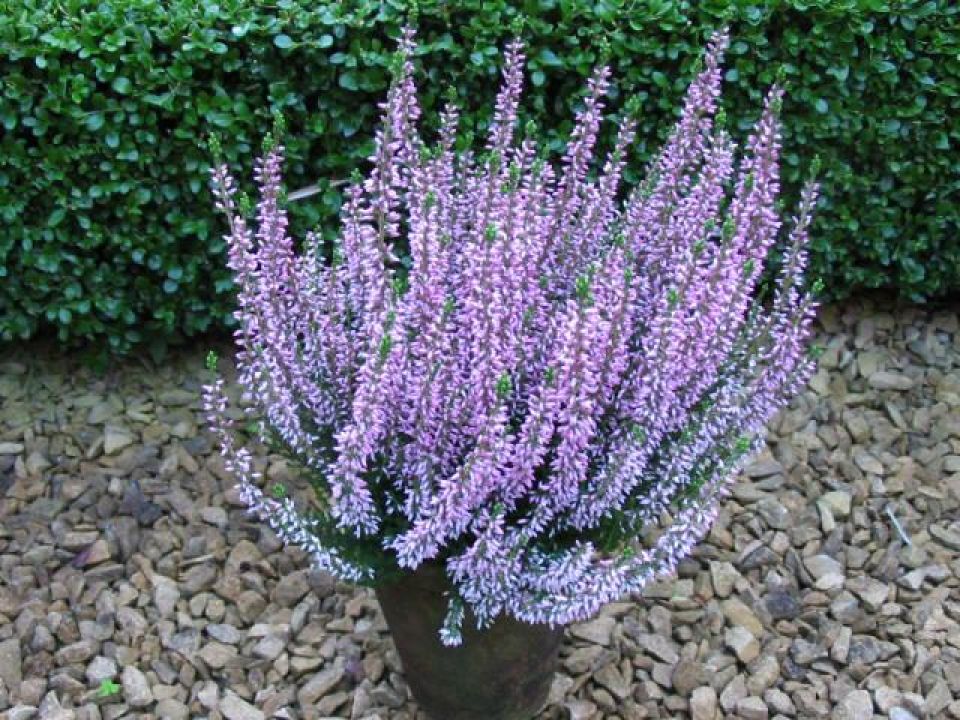 Calluna vulgaris 'Pink Alicia' - Struikheide | De Tuinen van Appeltern