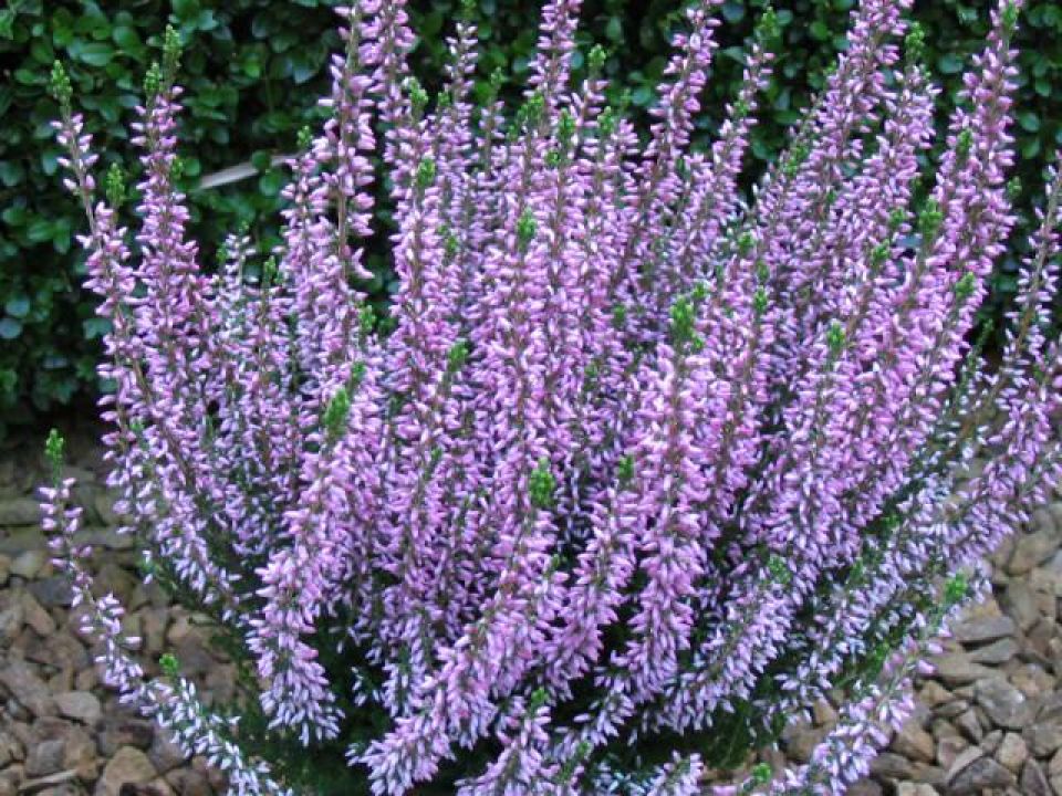 Calluna vulgaris 'Pink Alicia' - Struikheide | De Tuinen van Appeltern