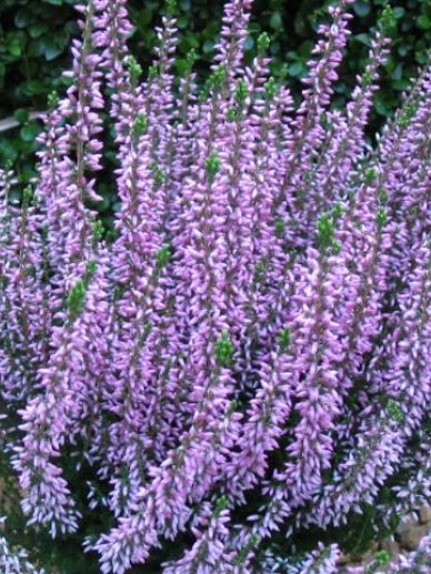 Calluna vulgaris 'Pink Alicia' - Struikheide | De Tuinen van Appeltern