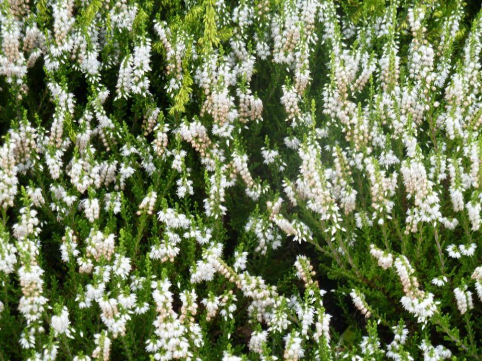 Calluna vulgaris 'Spring Cream' - Struikheide | De Tuinen van Appeltern