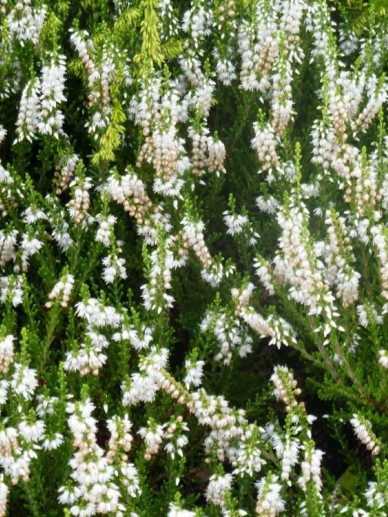 Calluna vulgaris 'Spring Cream' - Struikheide | De Tuinen van Appeltern