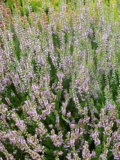 Calluna vulgaris 'Spring Torch' - Struikheide | De Tuinen van Appeltern