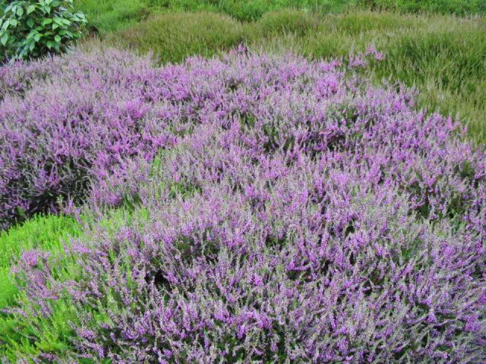 Calluna vulgaris 'Tib' - Struikheide | De Tuinen van Appeltern