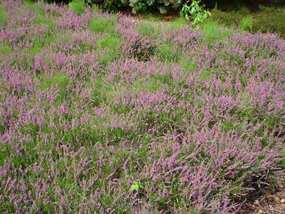 Calluna vulgaris 'Tib' - Struikheide | De Tuinen van Appeltern